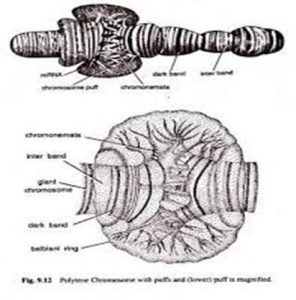 Polytene Chromosomes - Sankardev College