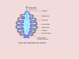 Canal System in Sycon - Sankardev College